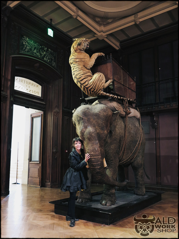 Bengal Tiger Attack | Rowland Ward Taxidermist - Museum Menagerie