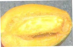 MANGO TREES: Mango seed flour