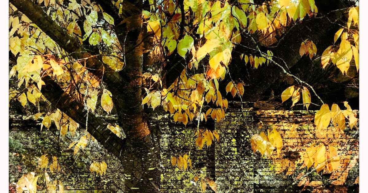 P.J. Horrell Photography: Autumn By iPhone