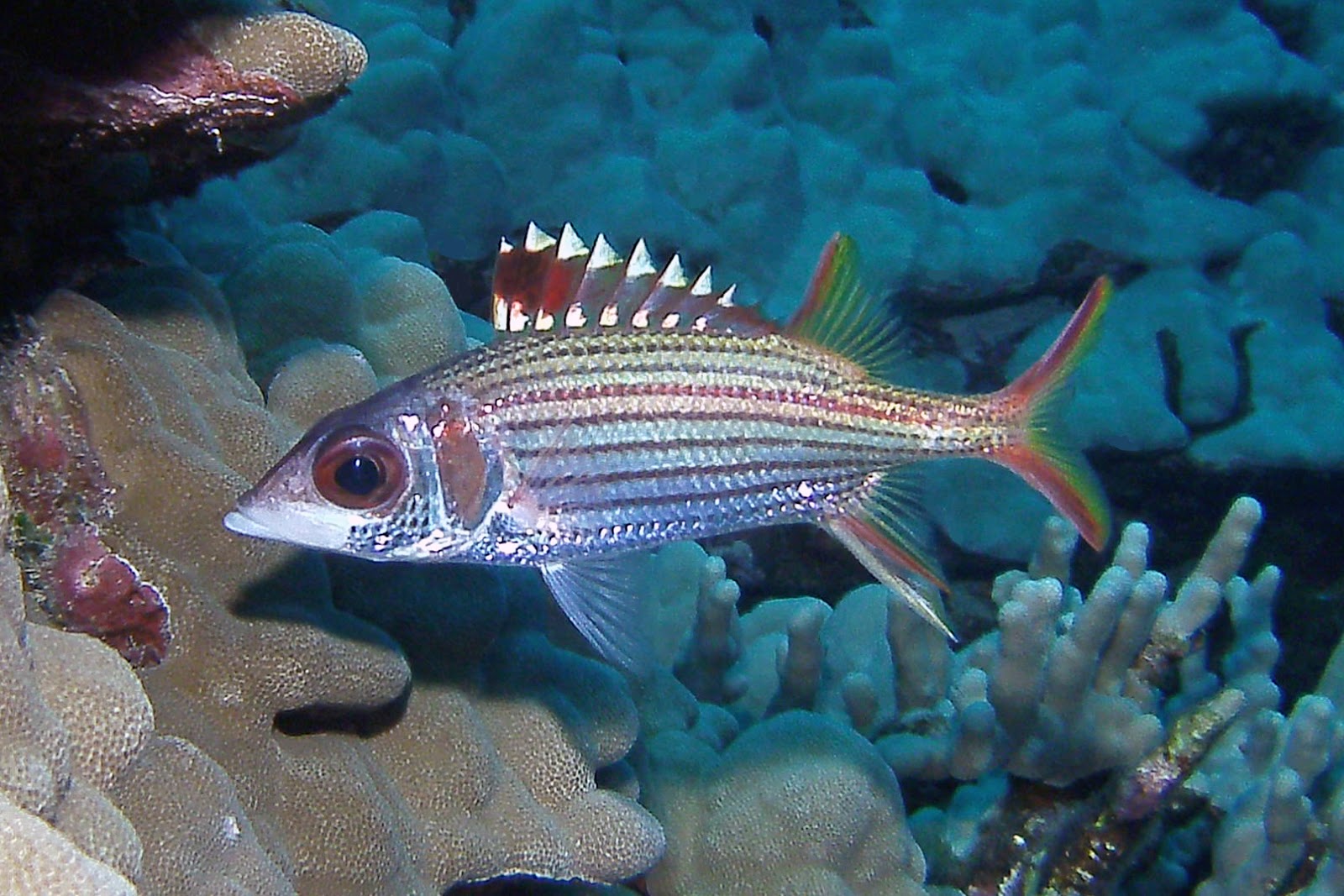 Diving the Kona Coast: Spotfin Squirrelfish