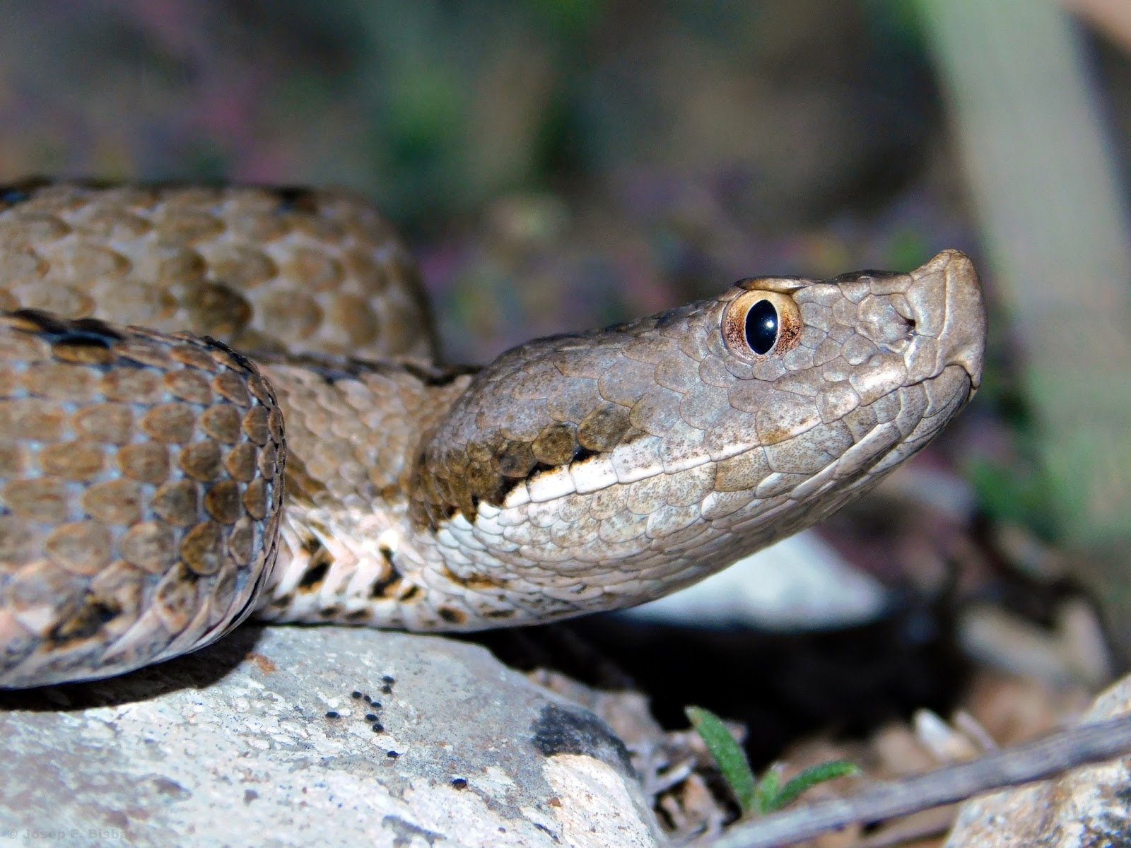 (Paleo-)Herpetología: Vipera latastei - Víbora hocicuda