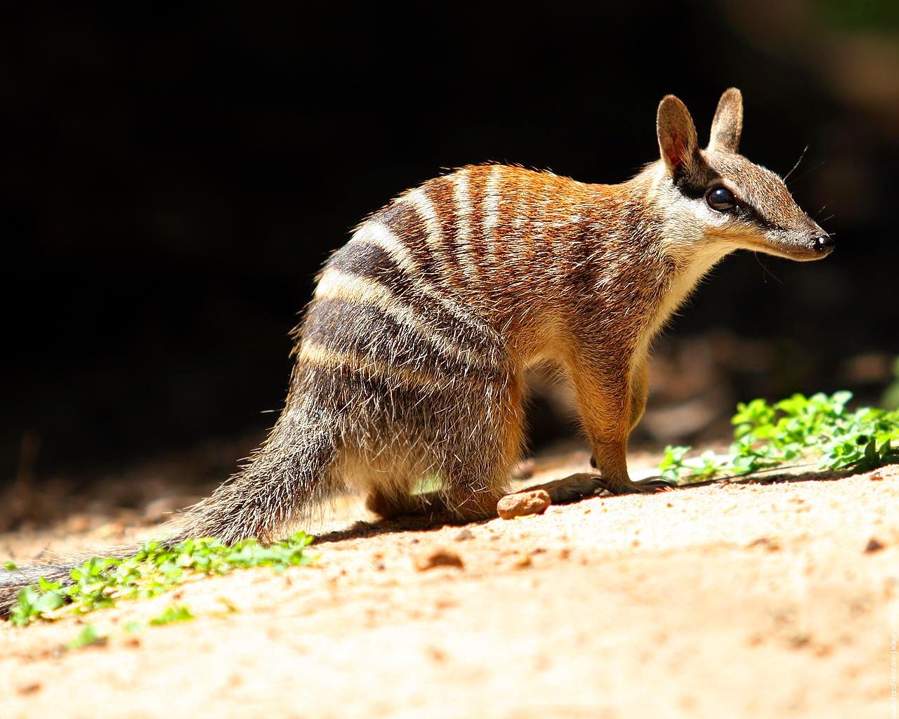 Factortigre: Mirmecóbio