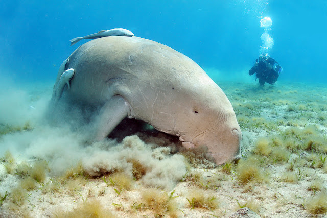 Dugong | The Biggest Animals Kingdom
