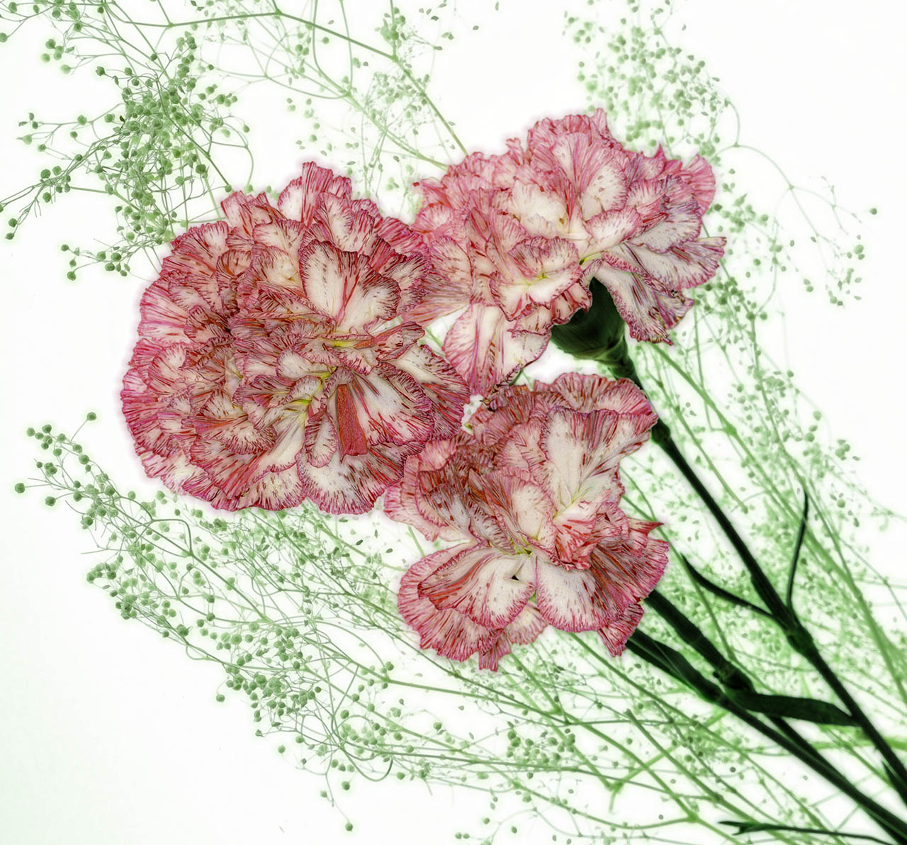 Jim Cox Photos: Light Box Flowers