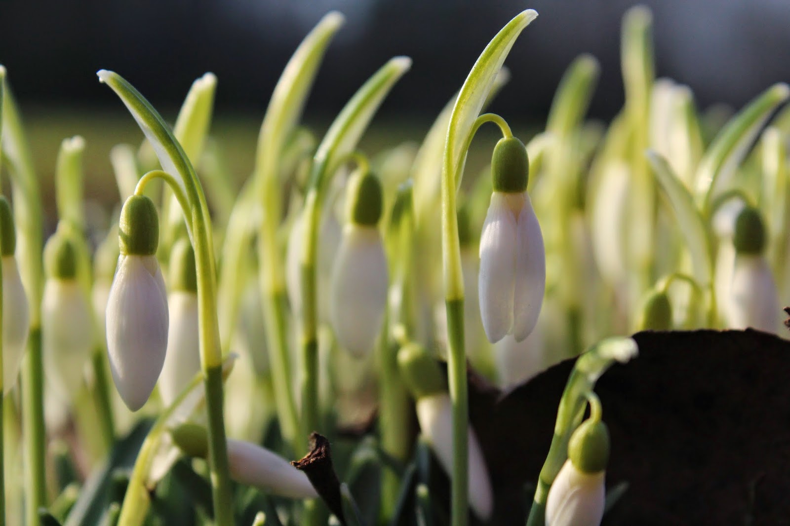 Kadri pildid: kevade algus 2015