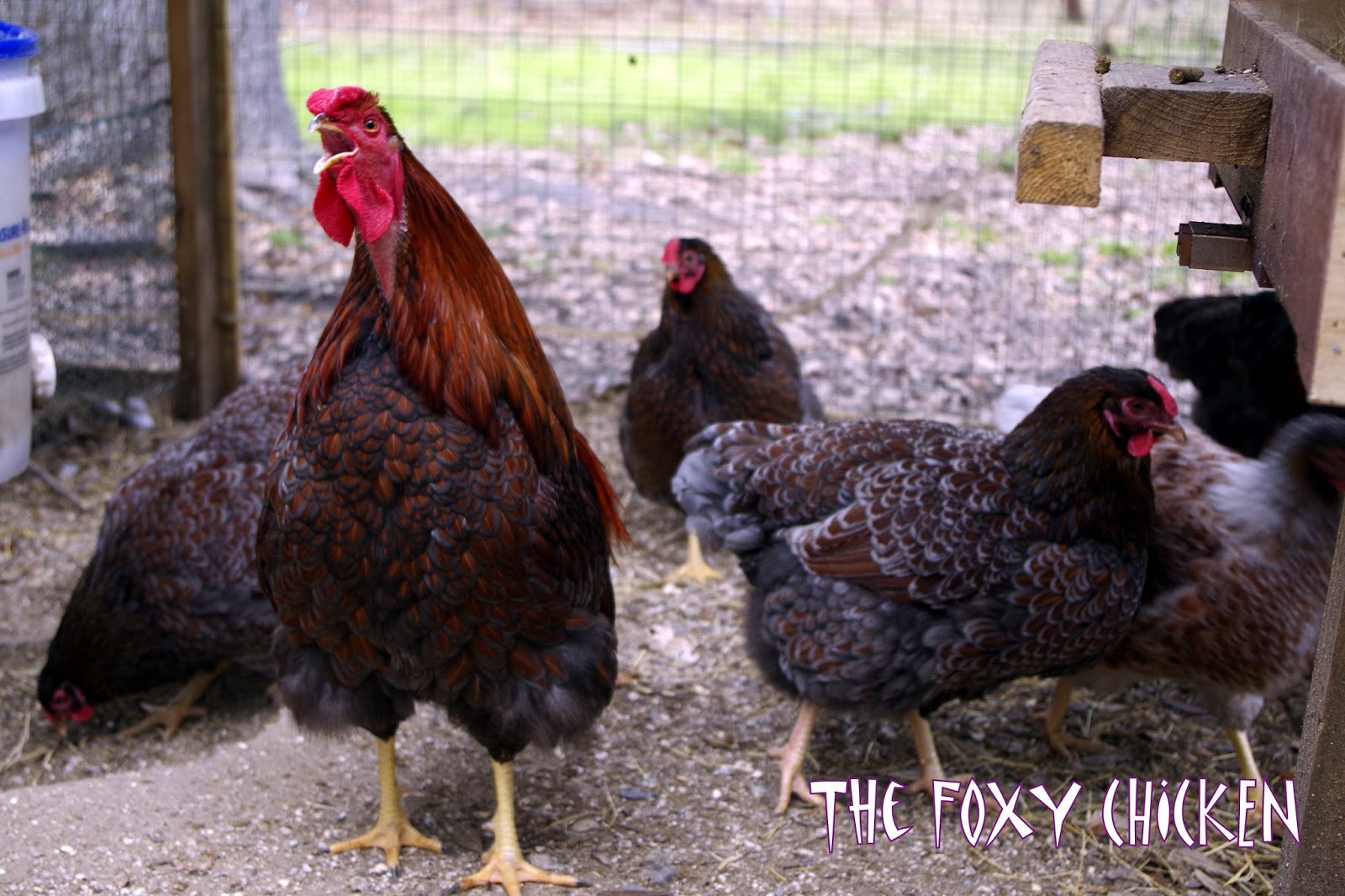 The Foxy Chicken: Blue Laced Red Wyandotte Hatching eggs for sale