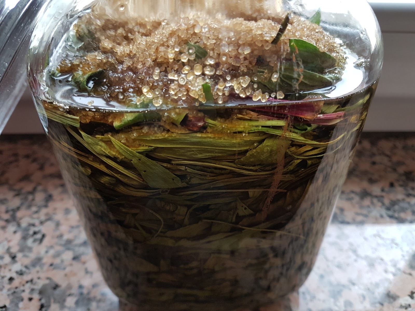 Trputac (Plantago lanceolata) - dar prirode čovječanstvu