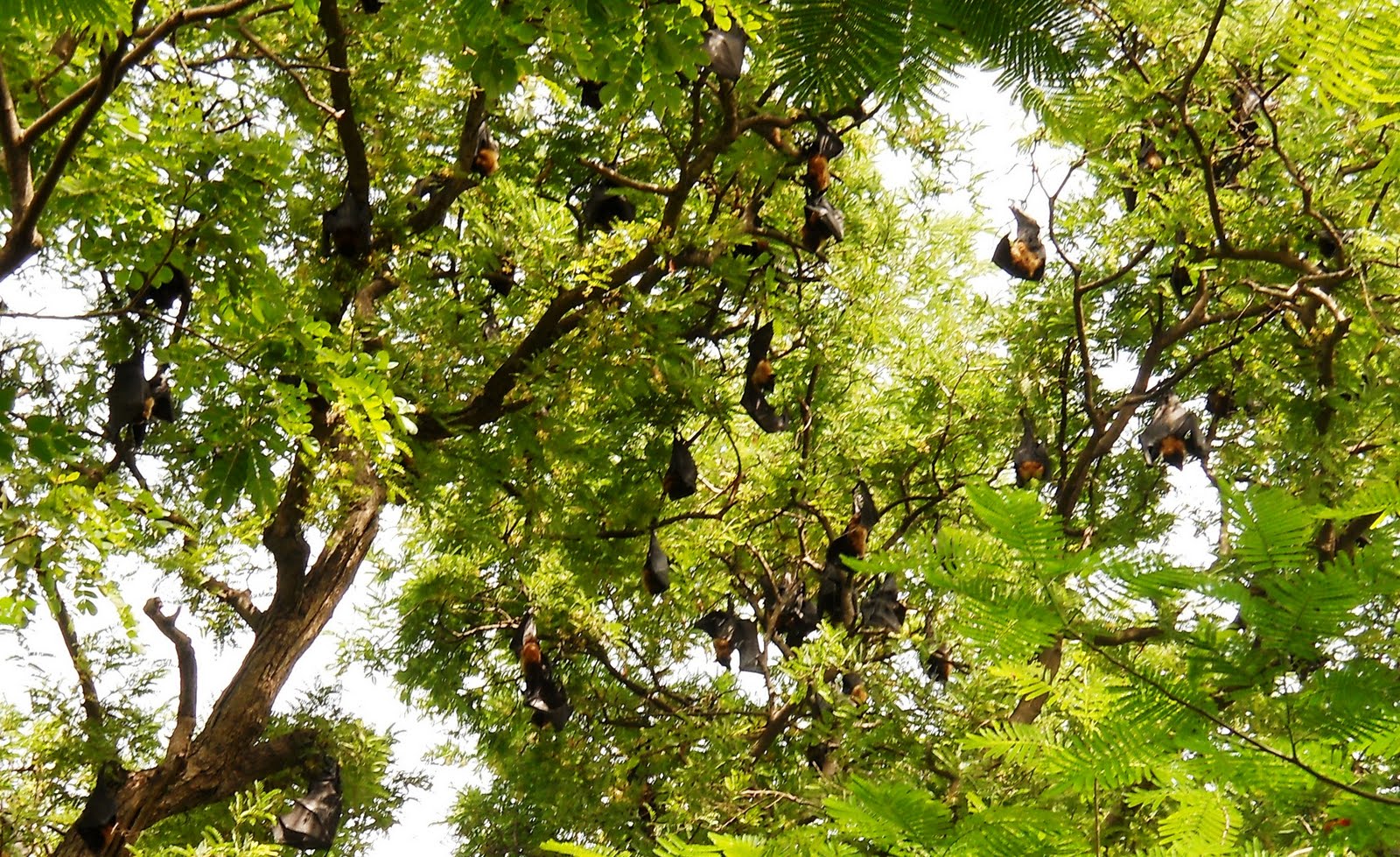 Red Ripe Tomatoes: Meet the Oldest Tree in Chennai