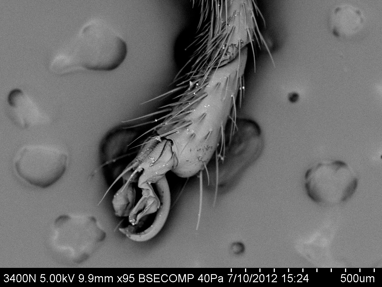 Scanning Electron Microscope Blog: A close look at a true bug
