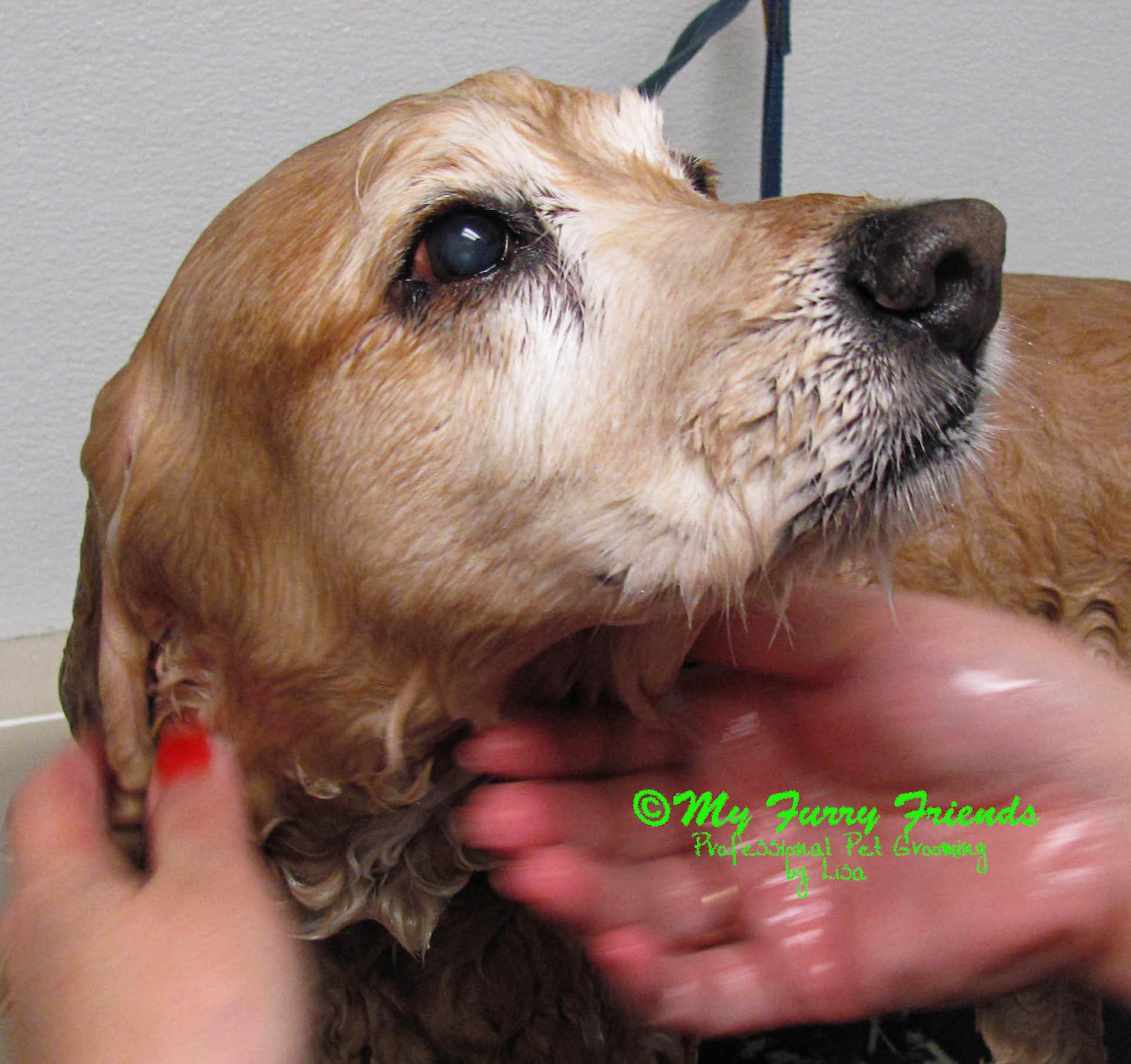 Pet Grooming: The Good, The Bad, & The Furry: Face Washing