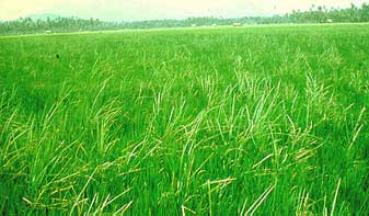 21+ Gambar Tanaman Padi Berbunga Jaman Now - Informasi Seputar Tanaman Hias