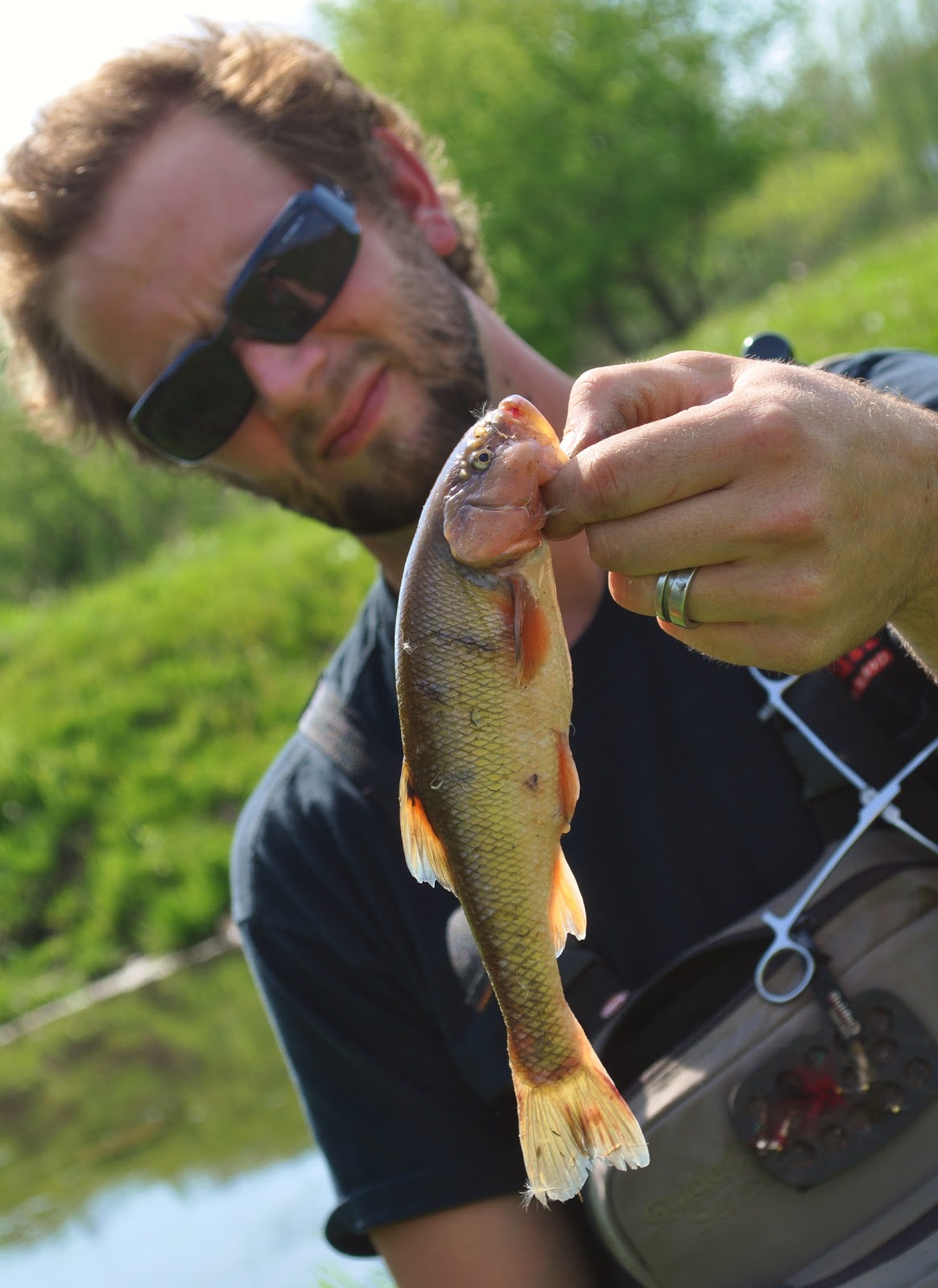 .The Catching Chronicles....by Trout MaGee: The Horned Dace - "Creek Chub"