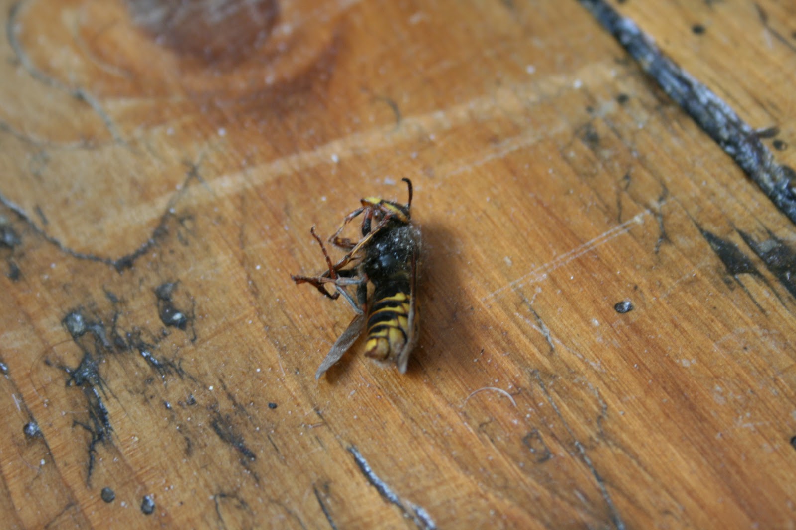 Chicago Dodgers Sneakers - my 1970's shoes appreciated at last ...