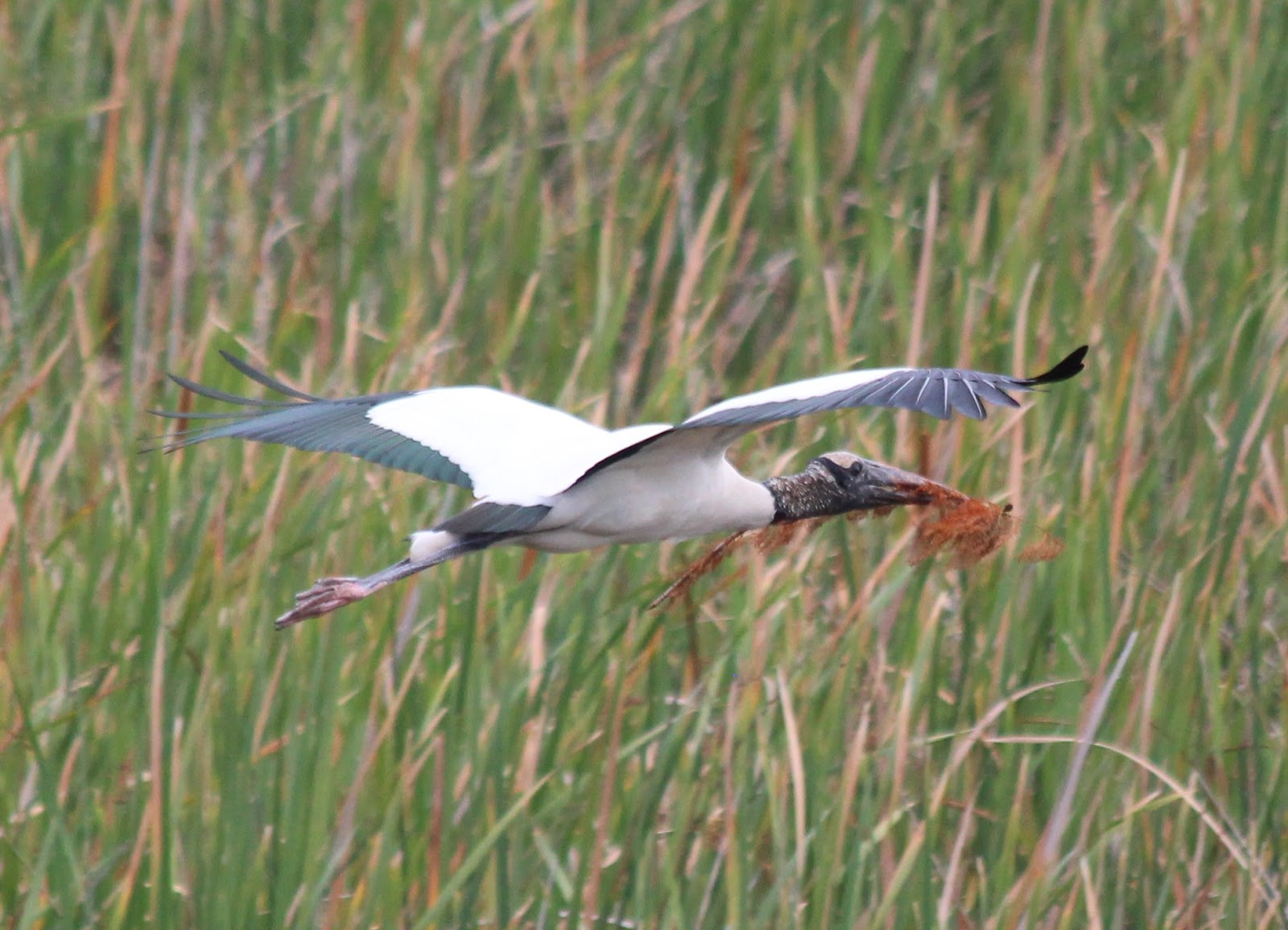 Views From Our Kayak: Orlando Wetlands Park (Non kayaking post)