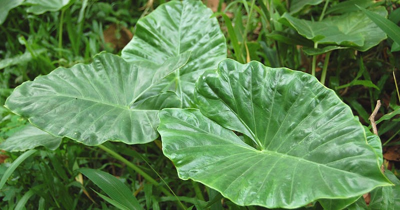 TALAS | Ahlanwasahlan