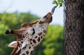 animalpedia: the new amazing facts