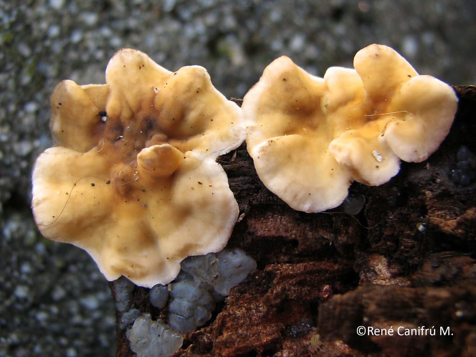 Hongos: Stereum hirsutum