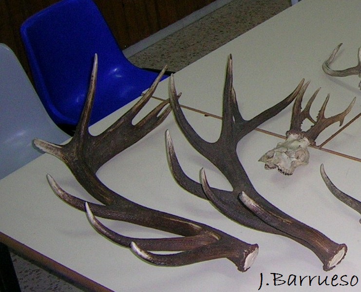 De paseo por la naturaleza: Las cuernas de los ciervos.
