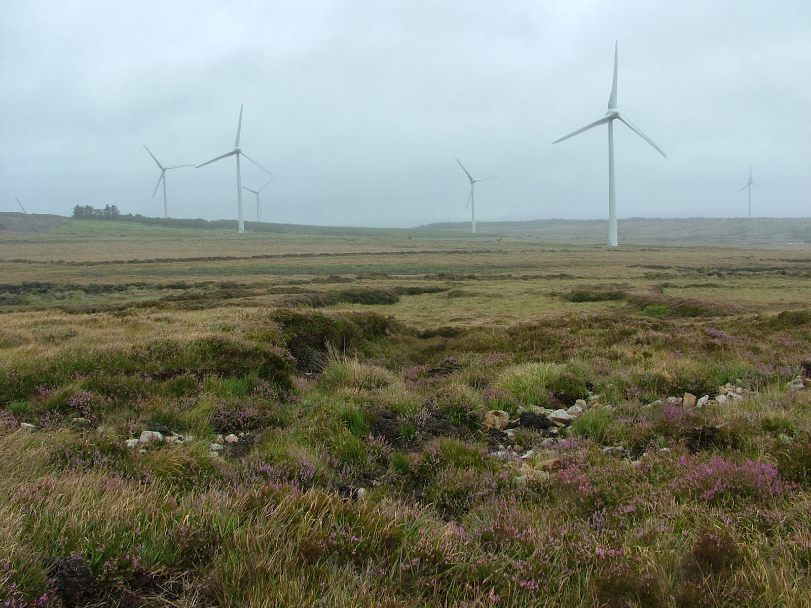 Your Commonage .ie: COMMONAGE GOVERNANCE