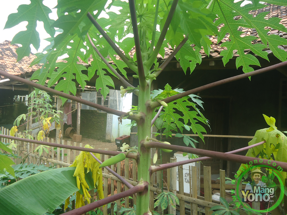 15+ Gambar Batang Tanaman Pepaya yang Lagi Viral - Informasi Seputar ...