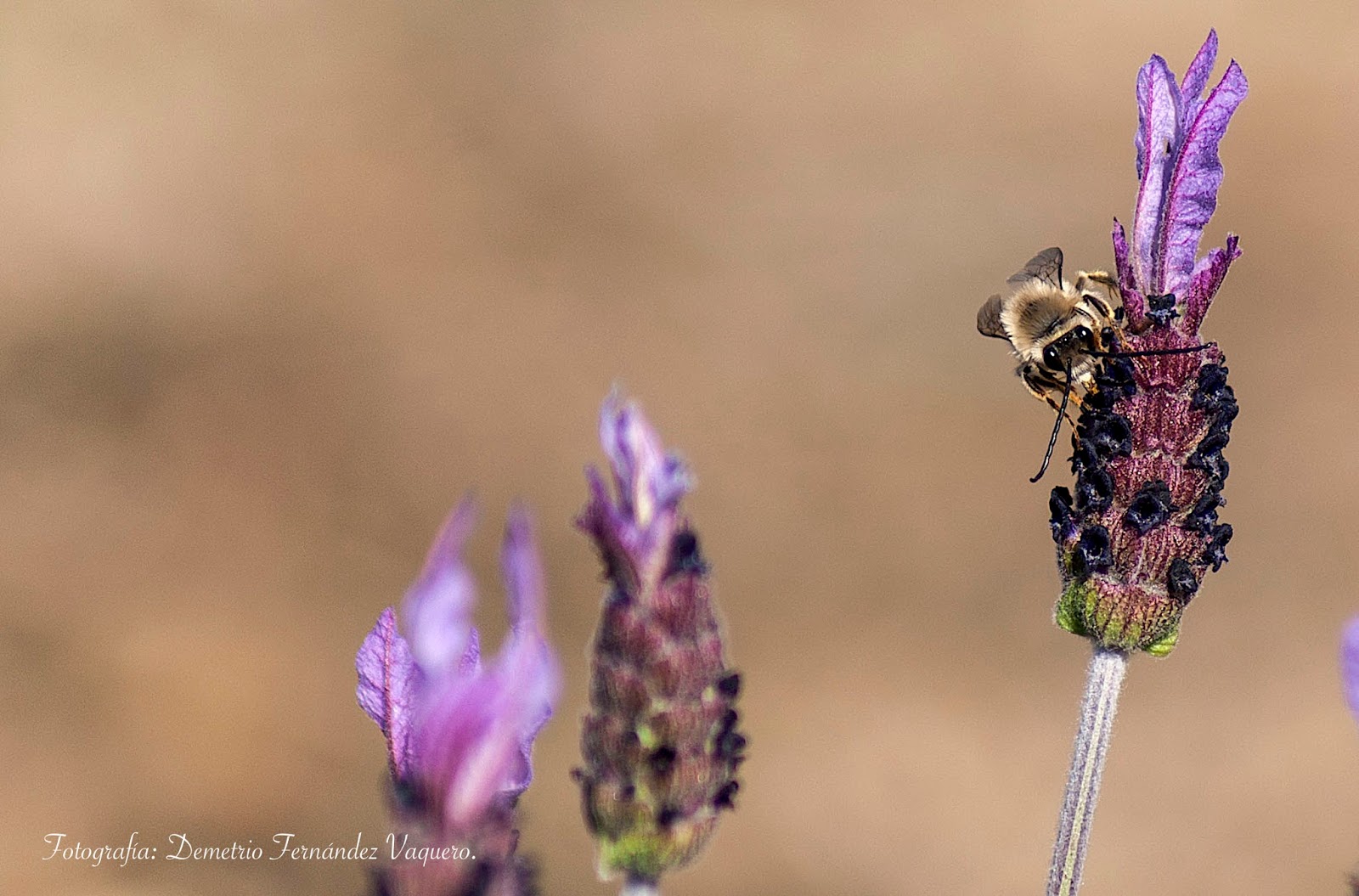 Abejas - Carpintera y de la miel en tomillo o cantueso - 4 fotografías ...