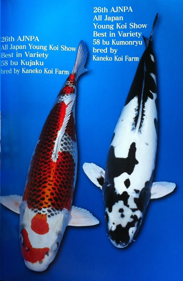 Beautysmile-Koi: Kaneko Koi Farm