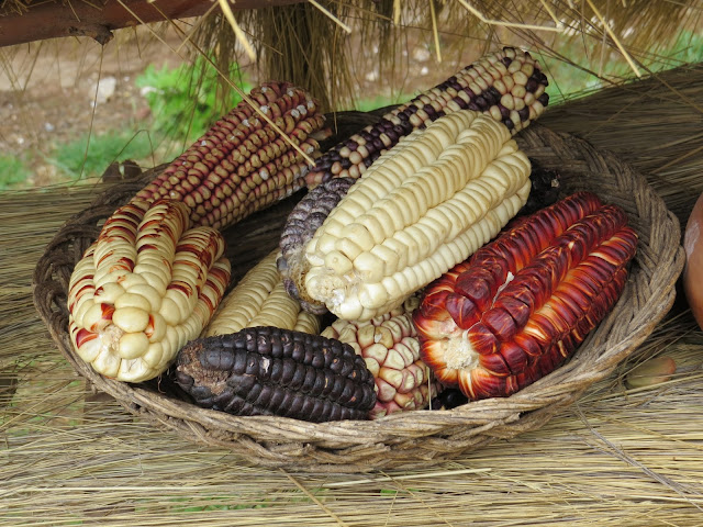 FOTOS DE AMERICA LATINA: Mais, varios tipos...Cusco, Perú