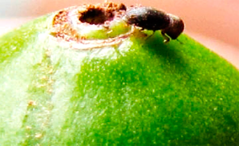 Manejo de plagas en café.: Plagas Insectiles del Café.