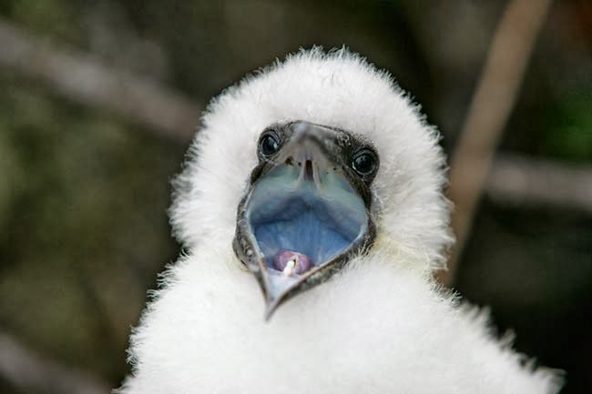 Hubbel: Blue Footed Booby Baby Chick