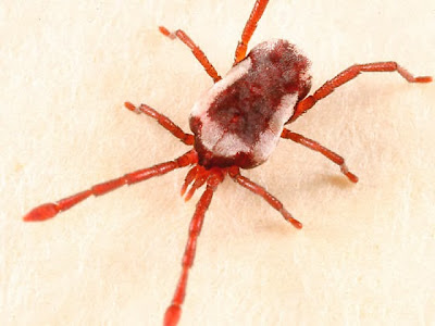 Variety of Life: Leptus