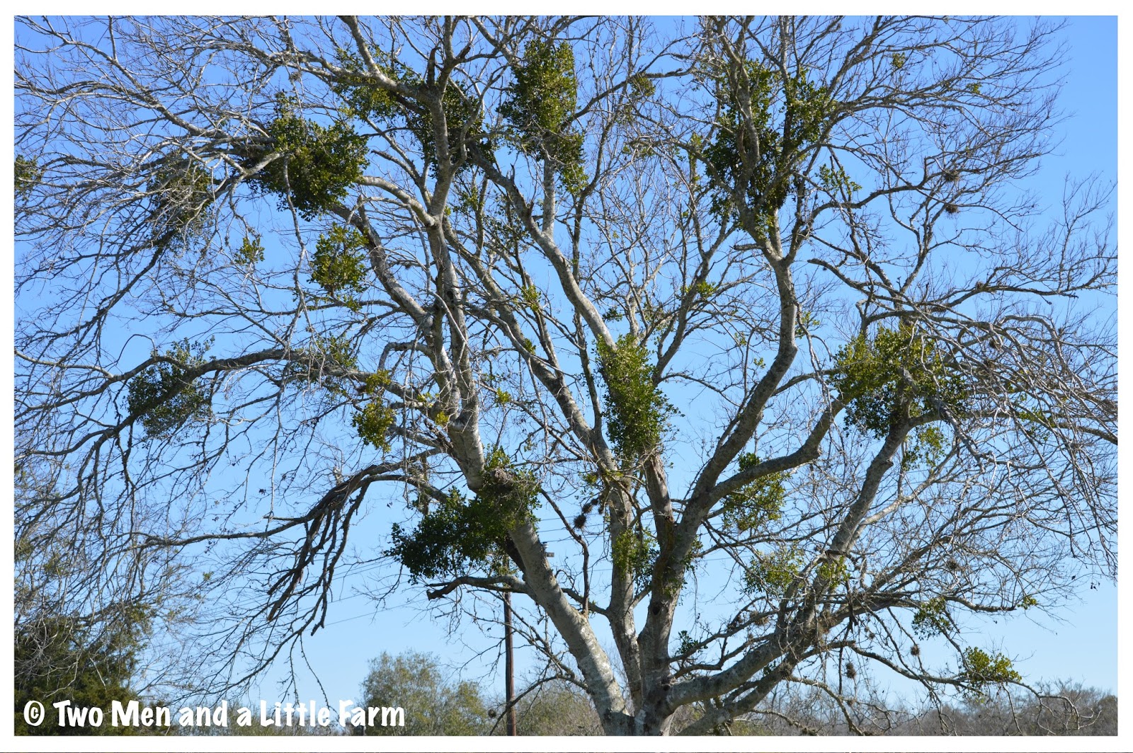 Two Men and a Little Farm: MISTLETOE GROWING