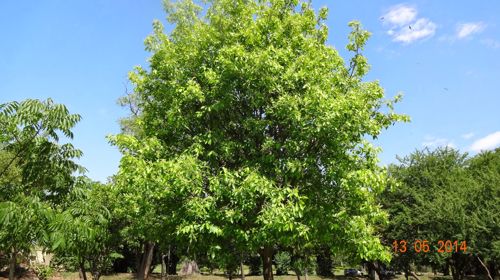 Plants of Lahore - Pakistan: Terminalia chebula- Hareer Tree