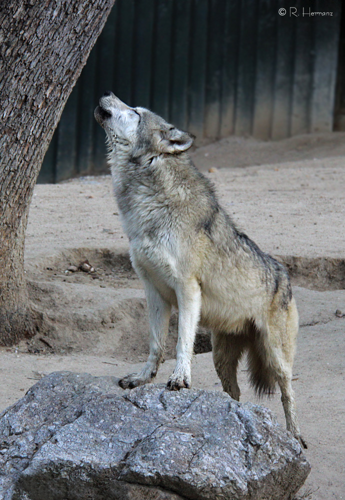 fotosricardo-h: LOBO DE ALASKA - Alaska Wolf