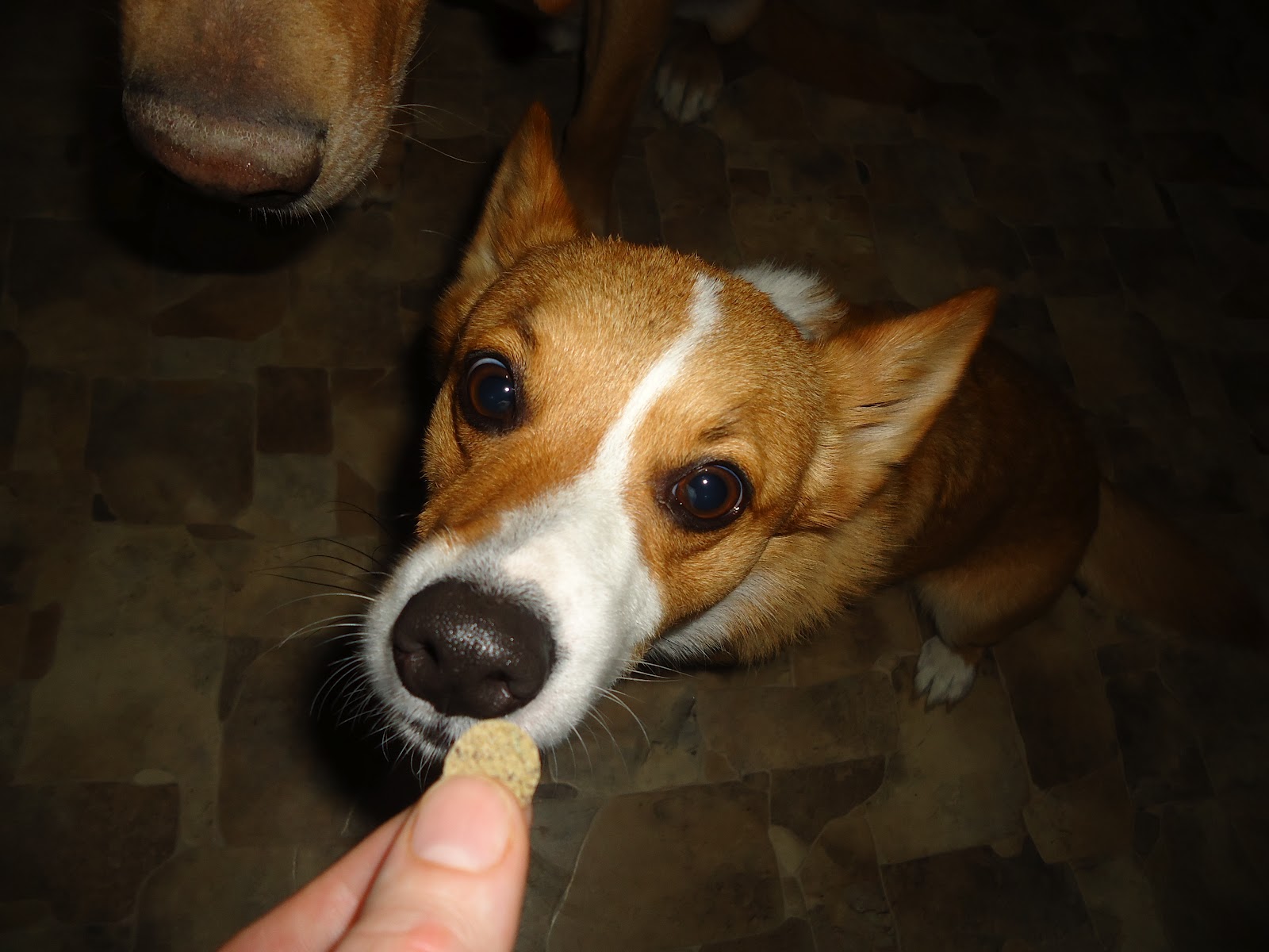 Fishful Thinking: Max & Ruffy's Dog Treats Eco-friendly and Vegan ...