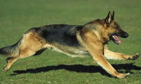 Big German Shepherds: Biggest German Shepherd In The World