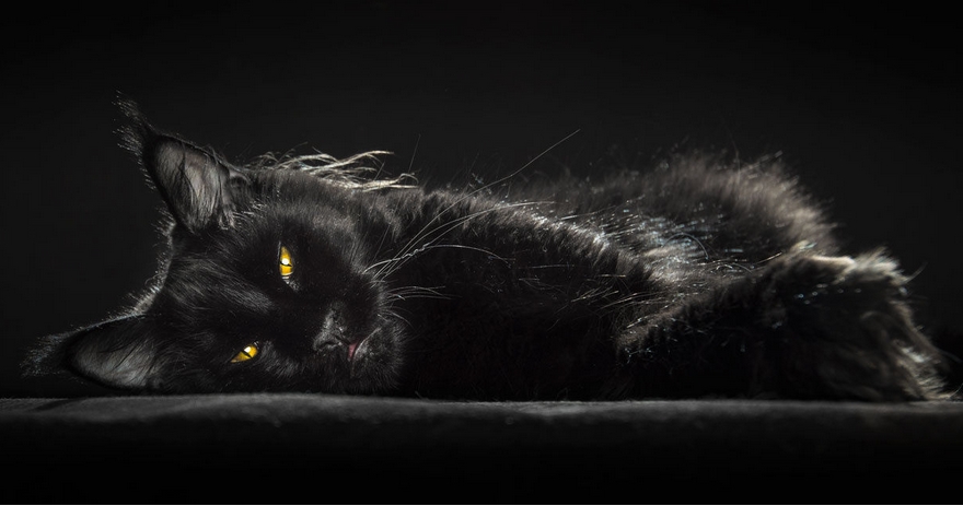 White Wolf : Glorious Photos of Maine Coon Cats Who Look Like Majestic ...