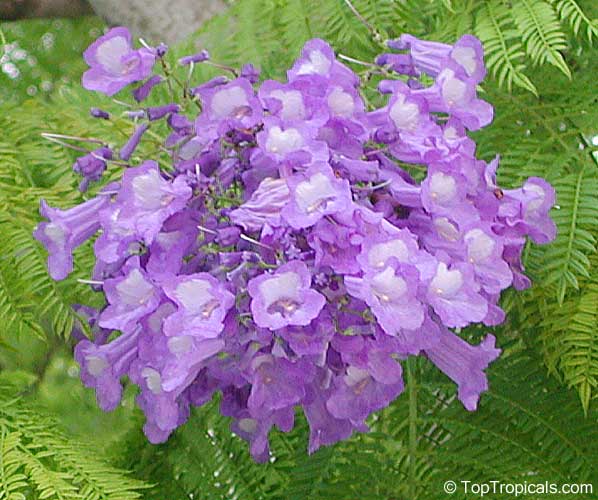 Q' Planta é Essa?: Jacarandá ou Caroba