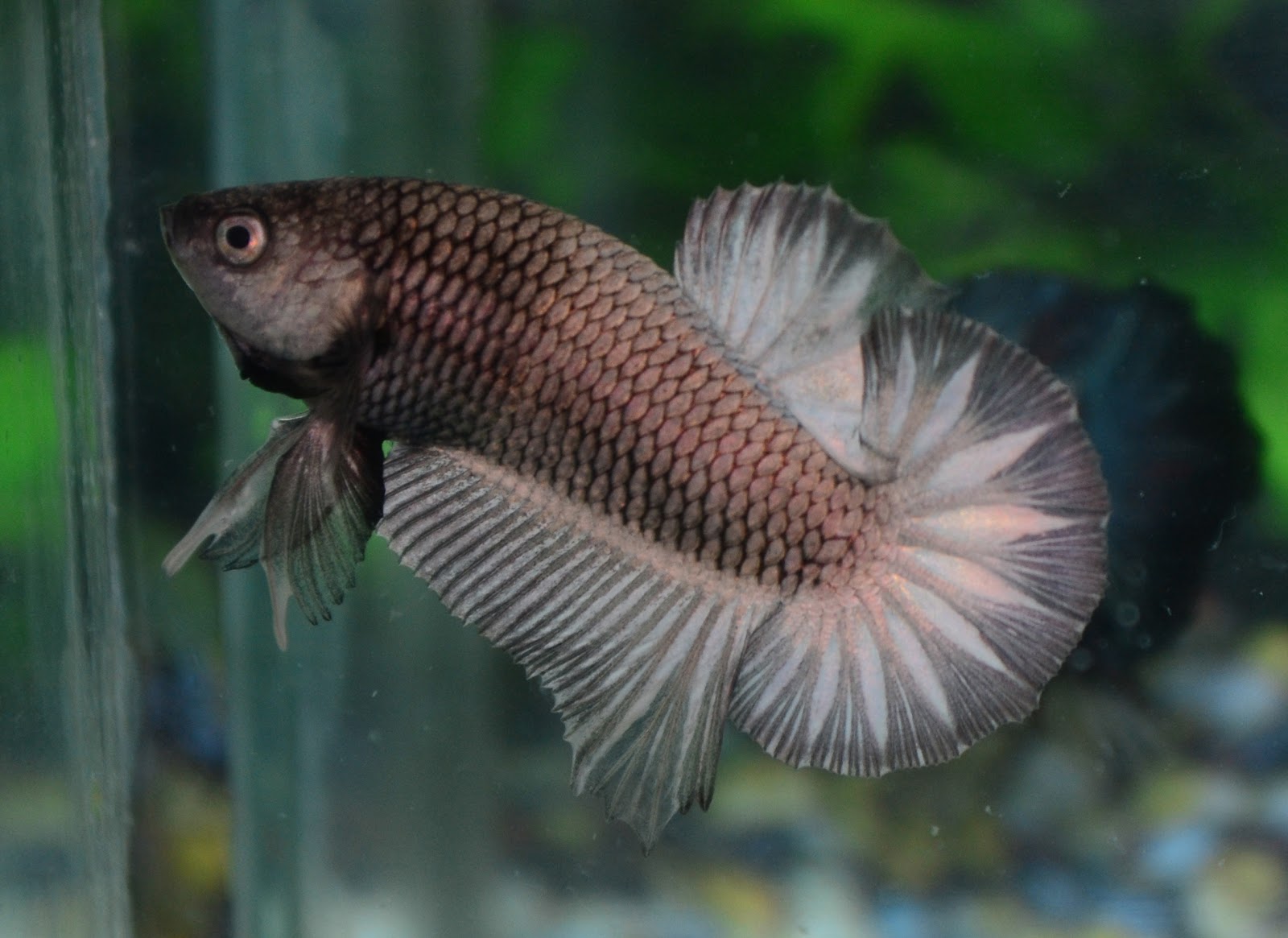 Betta Fish Afira: December 2012