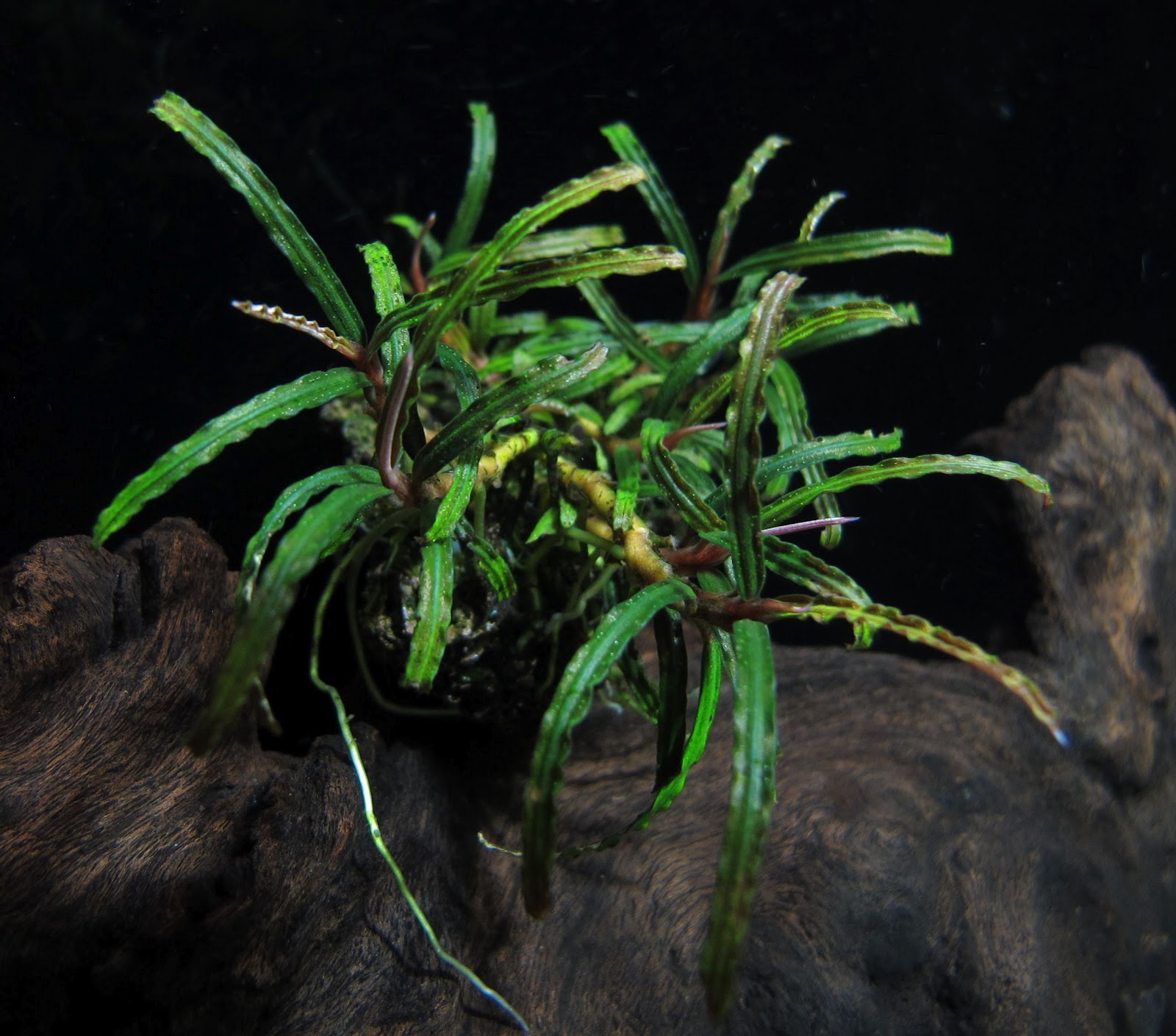 endemic plants: Bucephalandra sp. Daerah Melawi, West Kalimantan