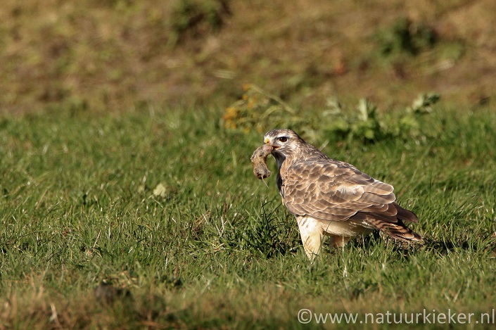 Jonge Buizerd vangt muisjes