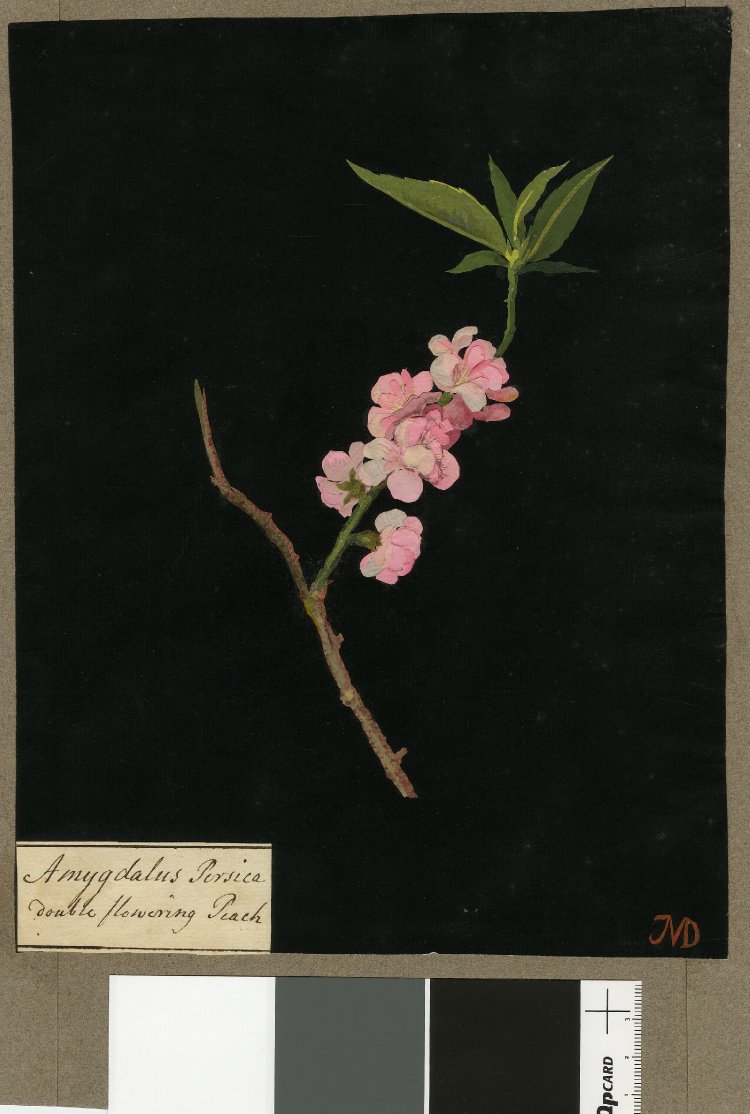 nickyskye meanderings: Mary Delany, collage artist of flowers in the 1700's