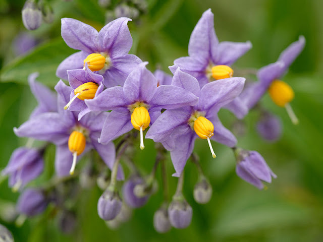 life between the flowers : Climbing potato vine Solanum Crispum ...