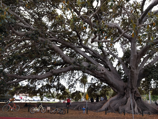 Giant Fig Tree - Largest in North America