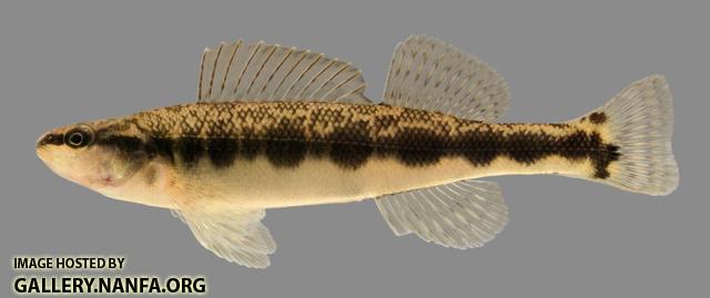Virginia Tech Ichthyology Class : Appalachia Darter: An Endemic Black ...