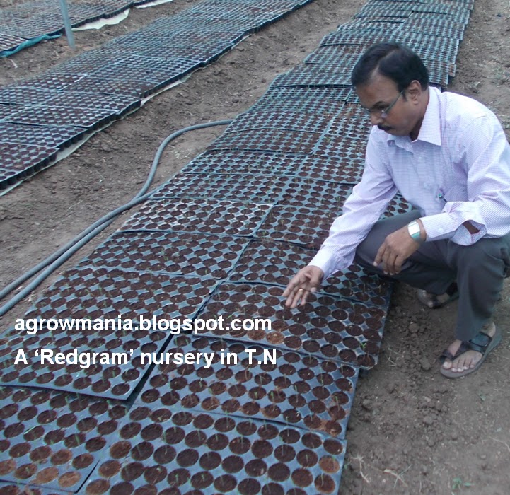 Agroforestry - A blog on Agrihortisilviculture: Second Green Revolution ...