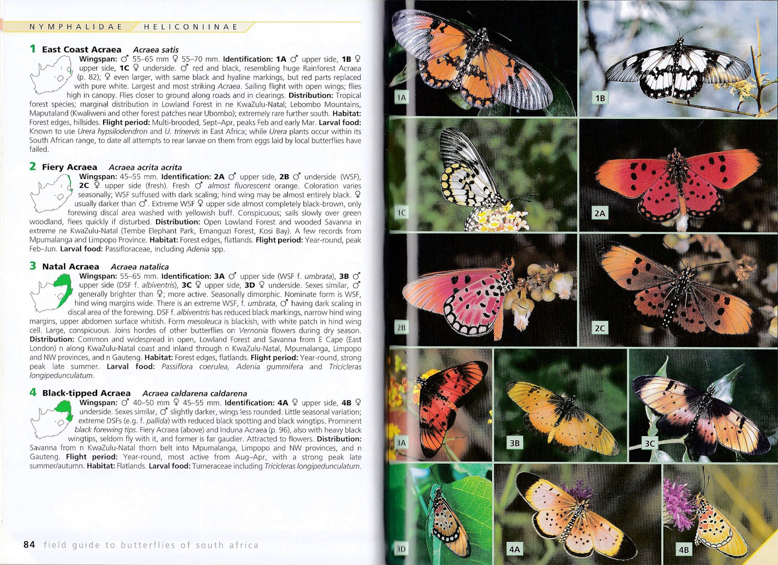 Butterflies of Singapore: Butterflies of South Africa