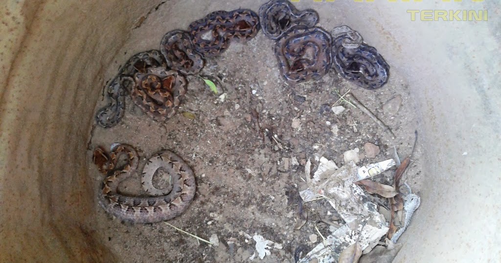 GIGITAN ULAR TANAH YANG SANGAT BERBISA - HARIAN TERKINI