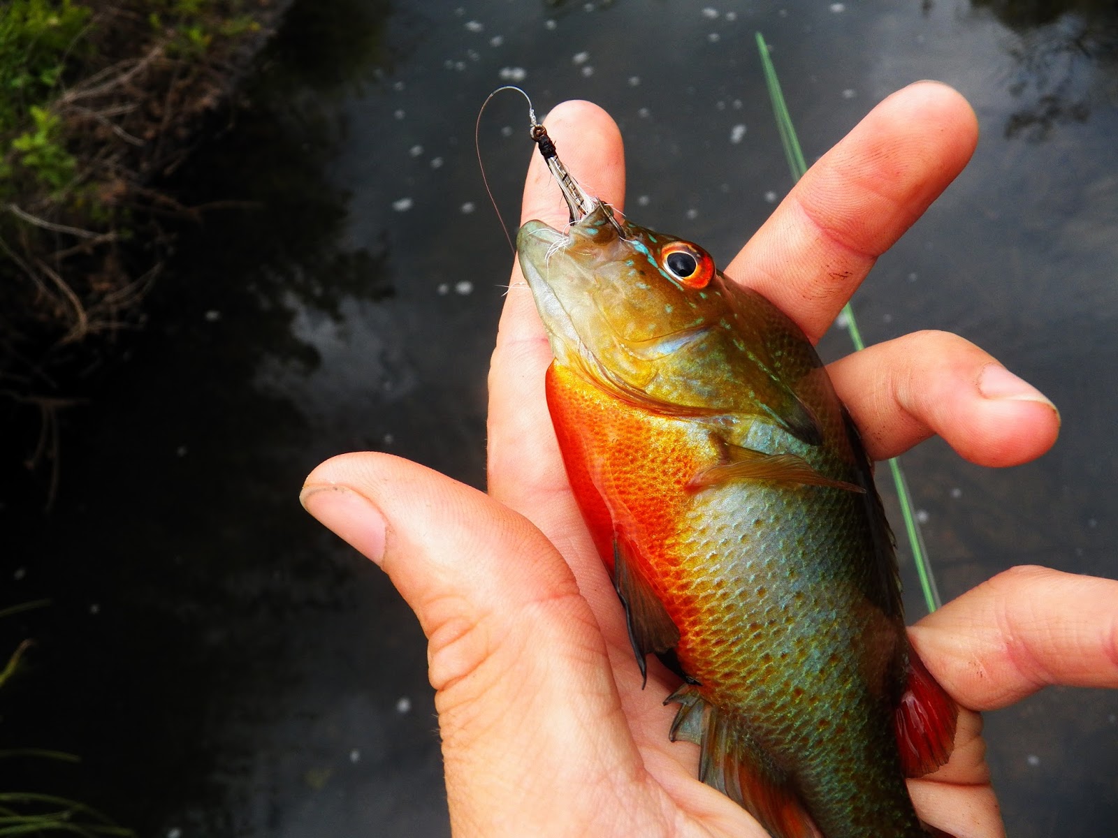 Connecticut Fly Angler: On The Hunt for Red Fin Pickerel and Brook Trout