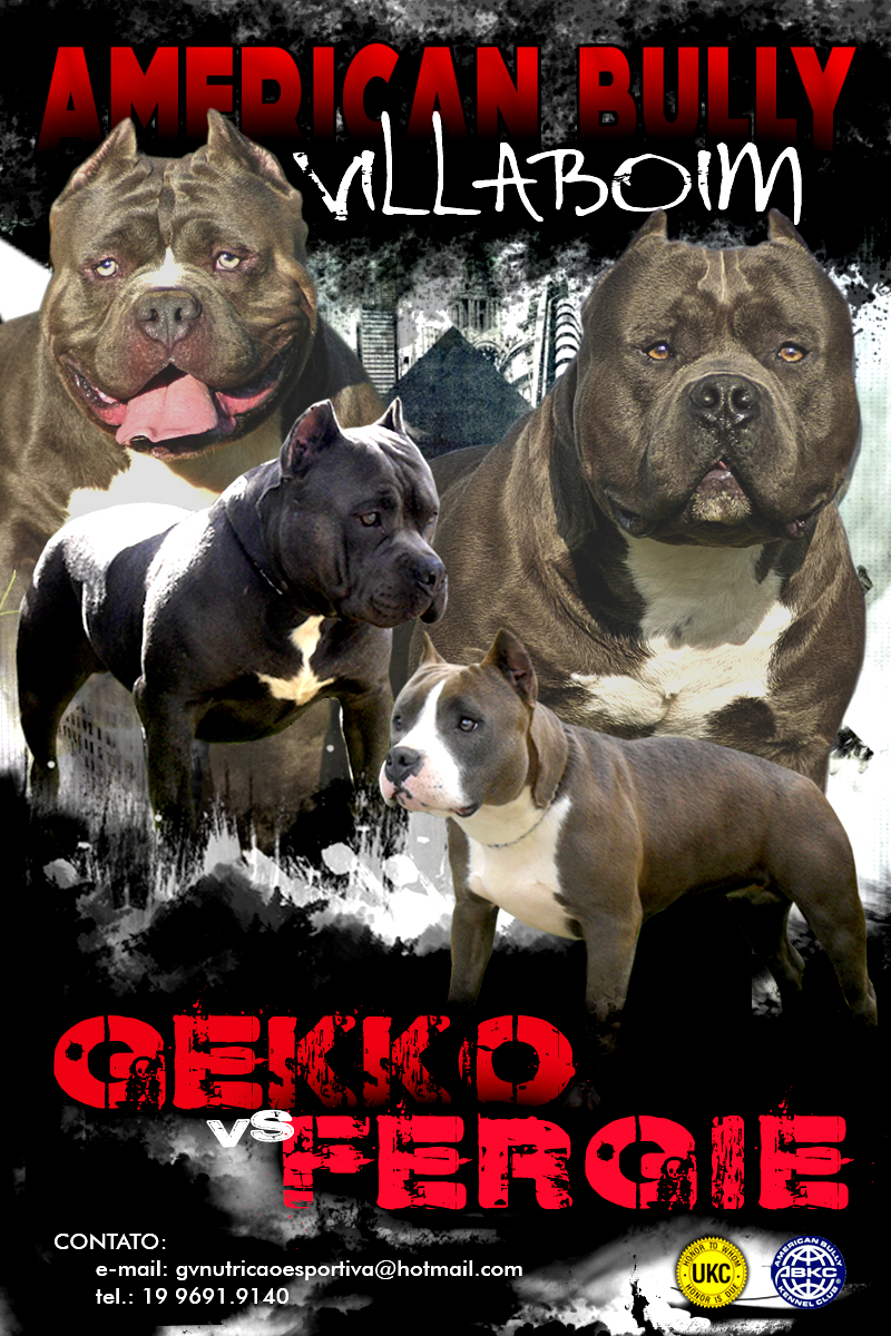 Filhotes American Bully | GV American Bully