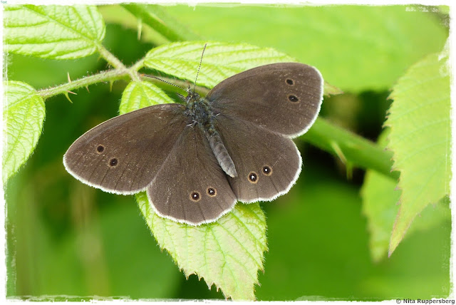 Kaalvoet in Engeland: Skone Skoenlappers